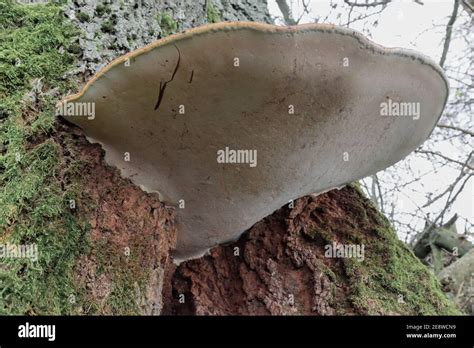 Bracket Fungi Growing On A Tree Trunk UK Stock Photo Alamy