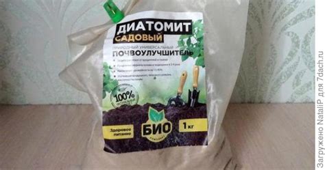 Как избавиться от тли на смородине