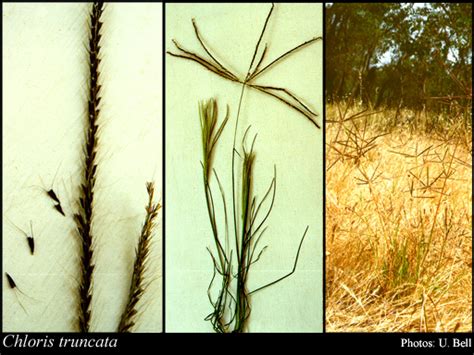 Windmill Grass Wt Landcare Group