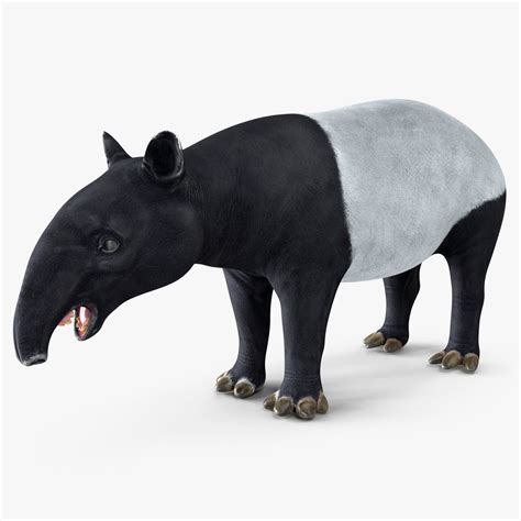 Tapir Sitting Pose 3d Model 89 3ds Blend C4d Fbx Max Ma Lxo