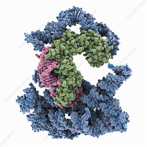 Group Ii Intron Retroelement Molecular Model Stock Image C057 2678