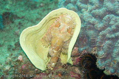 ウルマカサゴ ダイバーの海水魚図鑑 Shiny Ace