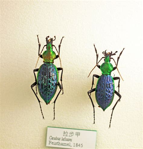 Insect Specimen Editorial Photography Image Of Endangered 121273337
