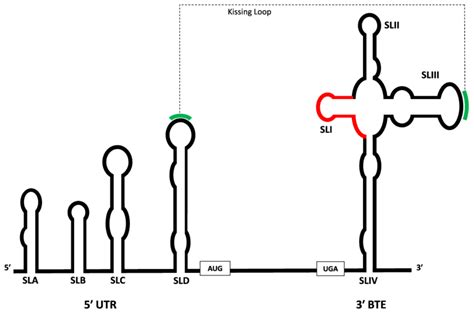 The Bydv Utr Structures Involved In Translation Initiation The 5 Utr Download Scientific