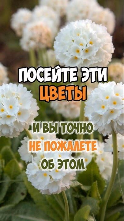 Ч2 ПОСЕЙТЕ ЭТИ ЦВЕТЫ Какие еще красивые и неприхотливые цветы можете