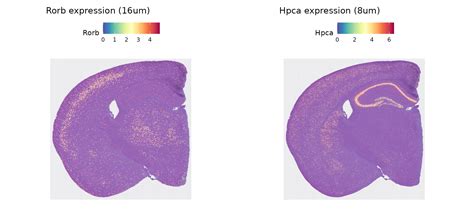 Analysis Visualization And Integration Of Visium Hd Spatial Datasets