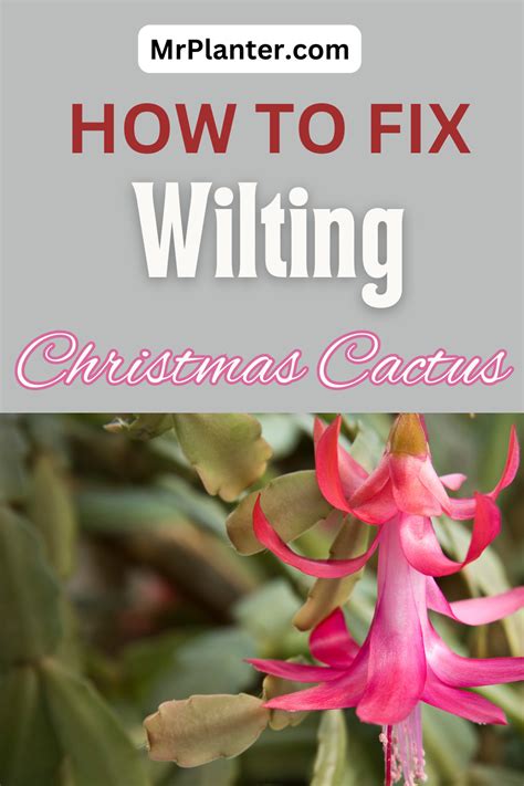 Save Your Christmas Cactus From Wilting Follow These Expert Tips Now