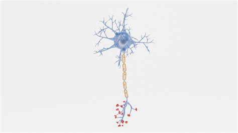 Neurons Model Turbosquid 2175666