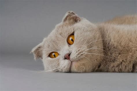 Scottish Fold Munchkin Cat That Cuddly Cat