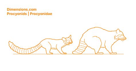 Procyonids Procyonidae Dimensions And Drawings