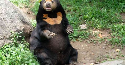 Ханьжоу хотын амьтны хүрээлэн баавгай нь тусгай өмсгөлтэй хүн биш жинхэнэ болохыг тайлбарлажээ