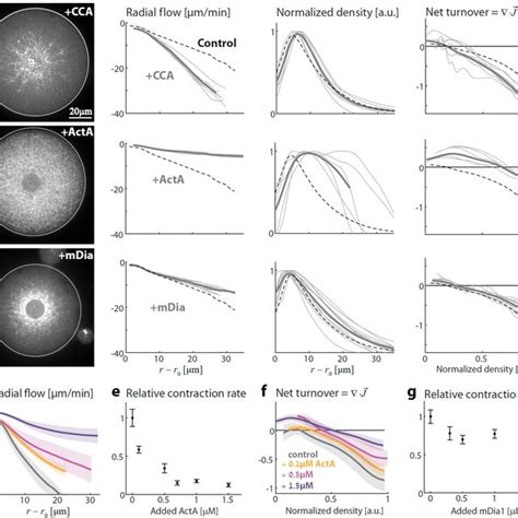 Influence Of Assembly And Disassembly Factors On Actin Network