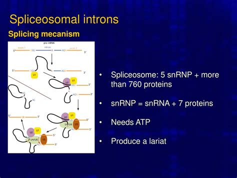 Ppt Overview Of Introns And Their Structure Powerpoint Presentation