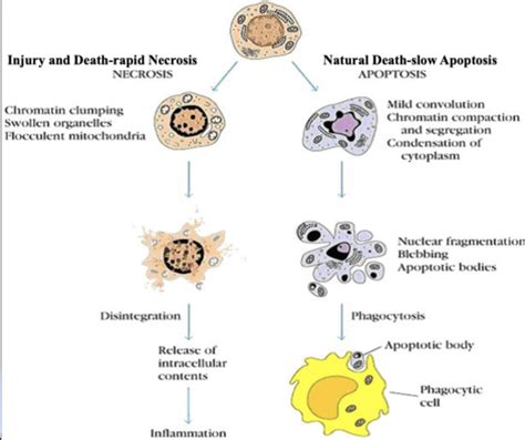 Unit Patho Flashcards Quizlet
