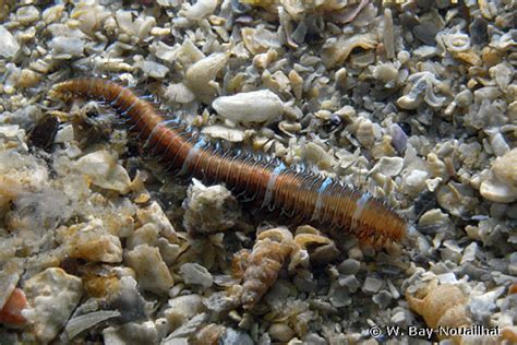 Description De Oxydromus Flexuosus Blue Ringed Worm