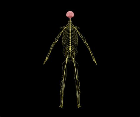 Artstation Nervous System 3d Model Realistic Human Nervous System