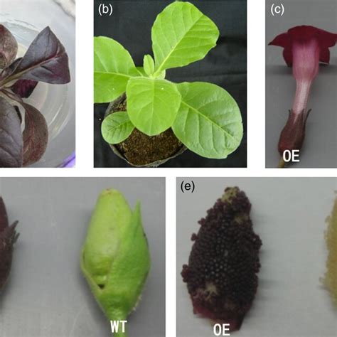 Phenotypic Analysis Of Transgenic Tobacco A The Transgenic Seedling