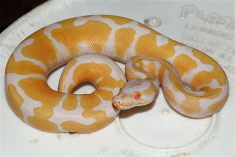 Albino Tiger Ball Python By Extraordinary Ectotherms Morphmarket