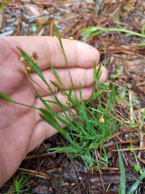 Annual Blue Eyed Grass From Montgomery County Tx Usa On April 30