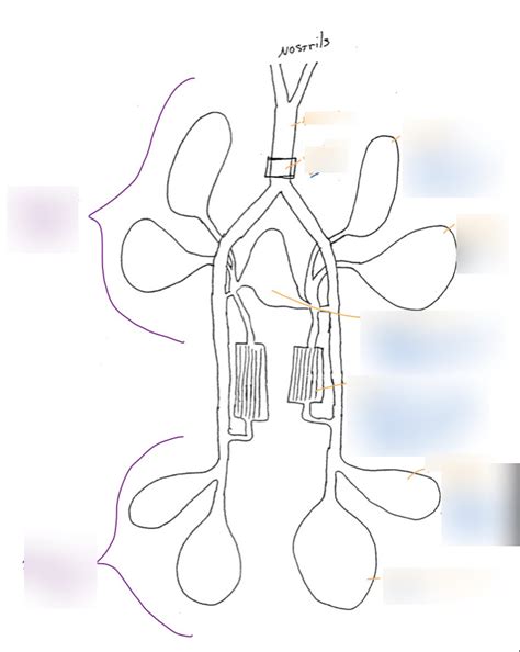 Ornithology Lecture Handout 2 Respiratory System Diagram Diagram Quizlet