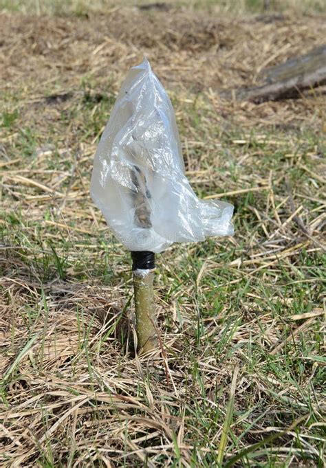 Grafting And Budding Fruit Tree With Plastic Bag For Wet Saving Stock Image Image Of Hand