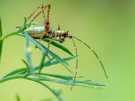 Katydid Nymph Smithsonian Photo Contest Smithsonian Magazine