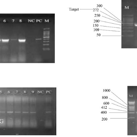 Gel Photos For Resistance Genes To Quinolone And Fluoroquinolone Class