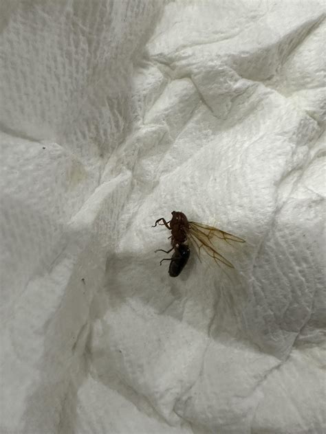 Ants In My House R Whatsthisbug