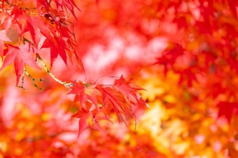 紅葉狩りとは？紅葉狩りはなぜ「狩り」と呼ぶのか意味や由来について解説 ｜ なぜナニどうするcom