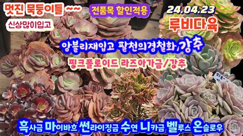 루비다육3묵둥이 신상 많이입고세일가로앙블리재입고띠아모짚시팔천의경글든글로우홍화장스키네리라즈아가금파랑새