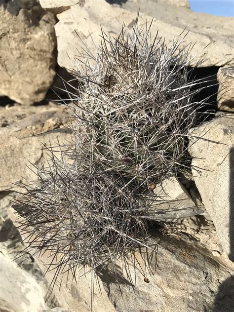 Coryphantha Ramillosa