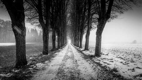 겨울 나무가 있는 길 눈 Pixabay의 무료 사진 Pixabay