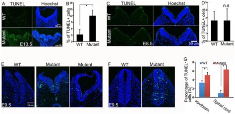 Loss Of Mir 302367 Results In Apoptotic Cell Death Of Neural Download Scientific Diagram