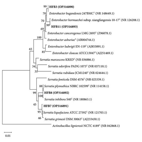 Phylogenetic Tree Of Selected Endophytes Denoted In Bold And Their