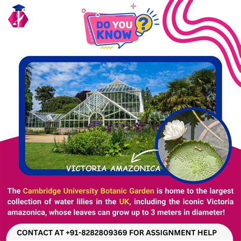 🌿 Did You Know 🌿 Cambridge Perfect Assignment Creator
