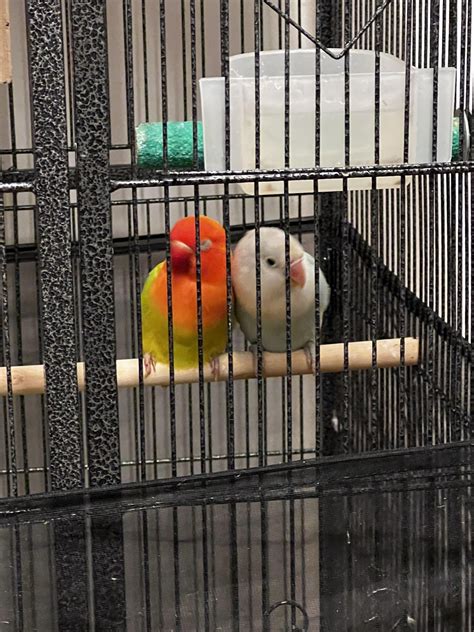 Dilute Fischeri Lovebirds Rlovebirds
