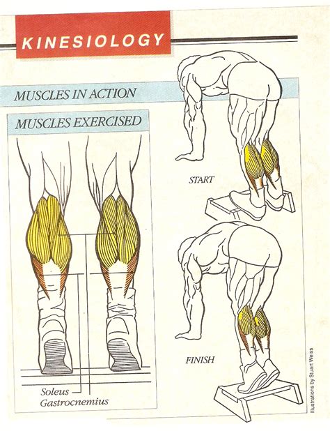 Fitnessandmuscle Panturrilhas Treino Para Hipertrofia