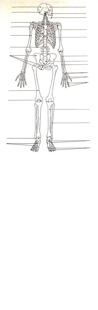 Full Skeleton Diagram Diagram Quizlet