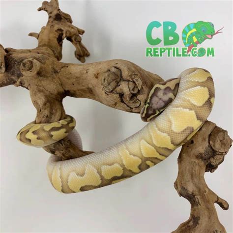 Ball Python Care Guide Cb Reptile Geckos For Sale Chameleons For