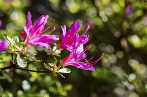 How To Root Azalea Cuttings To Get More Of Your Favorite Plant
