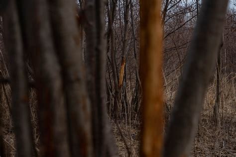 How To Really Understand Spring Scouting Whitetaildna