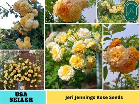 30 Seeds Jeri Jennings Rose Seeds Authentic Perennial GMO Free Flower