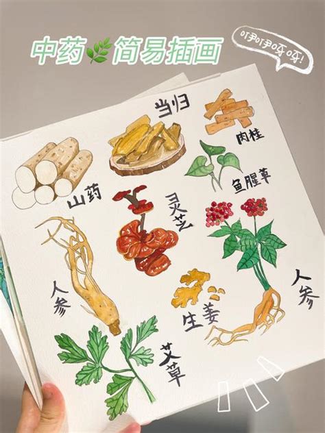 中药图片大全大图简笔画简单（15张） 简笔画图片大全