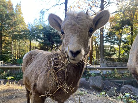 ヤエのお尻オオきなツノのヒツジの日記｜ブログ金沢動物園公式サイト｜公益財団法人 横浜市緑の協会