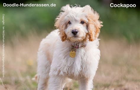 Cockapoo Braun Und Weiß Bezaubernde Cockapoo Sind Gelandet