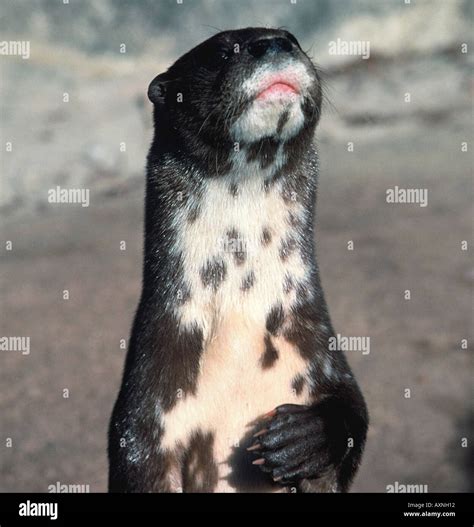 Spotted Necked Otter Botswana Hi Res Stock Photography And Images Alamy