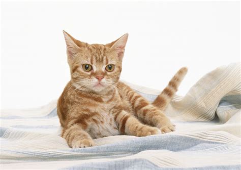 Ginger Kitty Free Photo Rawpixel