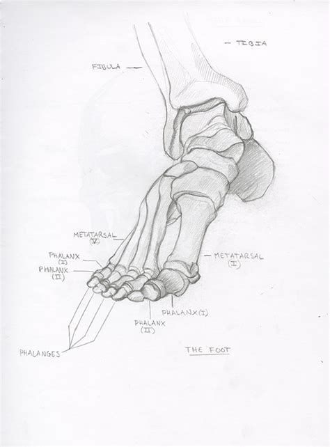 Anatomy Sketchbook On Behance