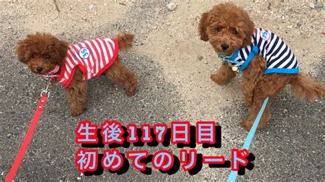 子犬が初めてのリードでお散歩トイプードル YouTube