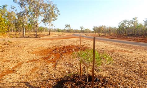 Raaf Base Tindal Tree Removal And Replacement Intract Indigenous